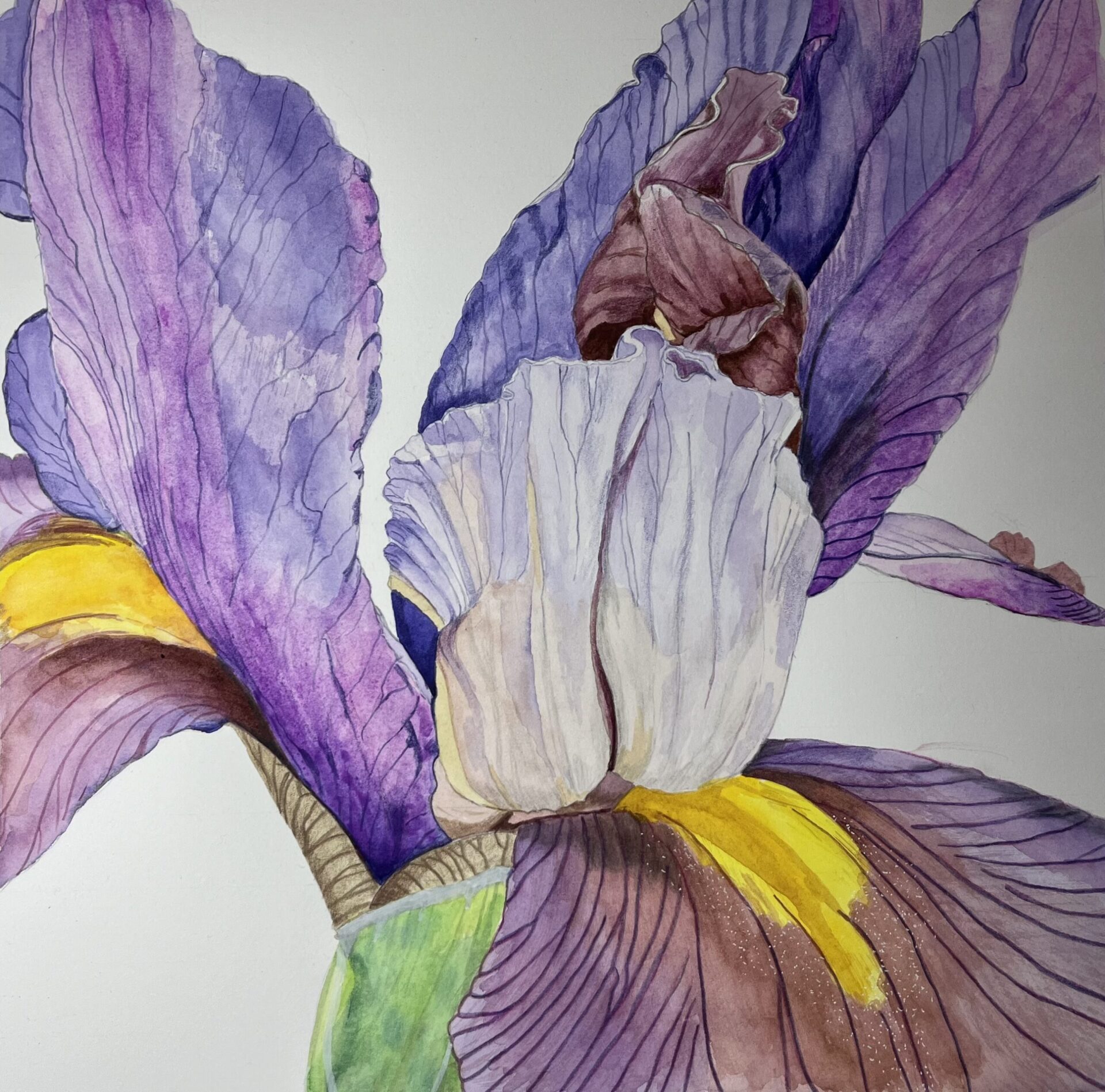 Susan Baxter - Chichester Open Studios Artists